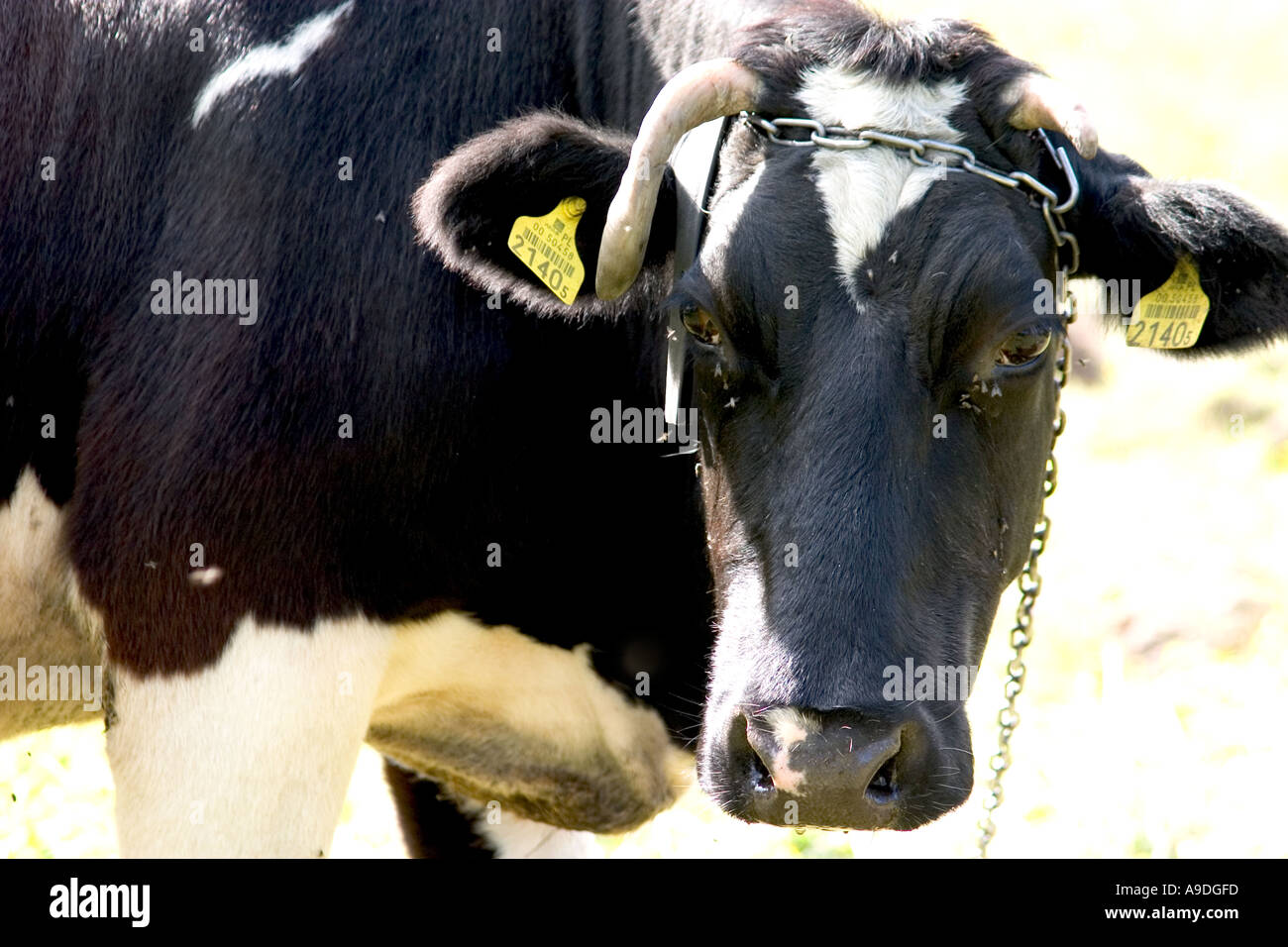 Kuh Mit Tags In Den Ohren Stockfotos und -bilder Kaufen - Alamy
