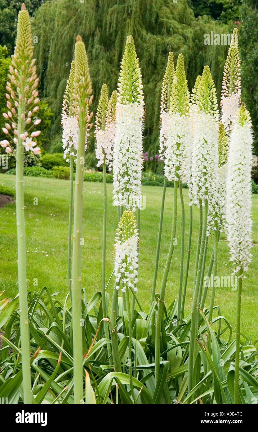 Eremurus robustus -Fotos und -Bildmaterial in hoher Auflösung – Alamy
