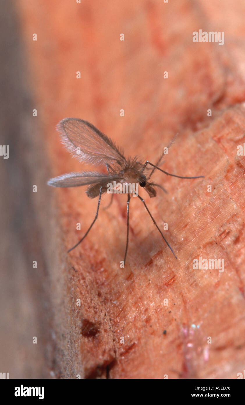 Phlebotomus Perniciosus weibliche mediterrane Sandfly Vektor der Hunde ...