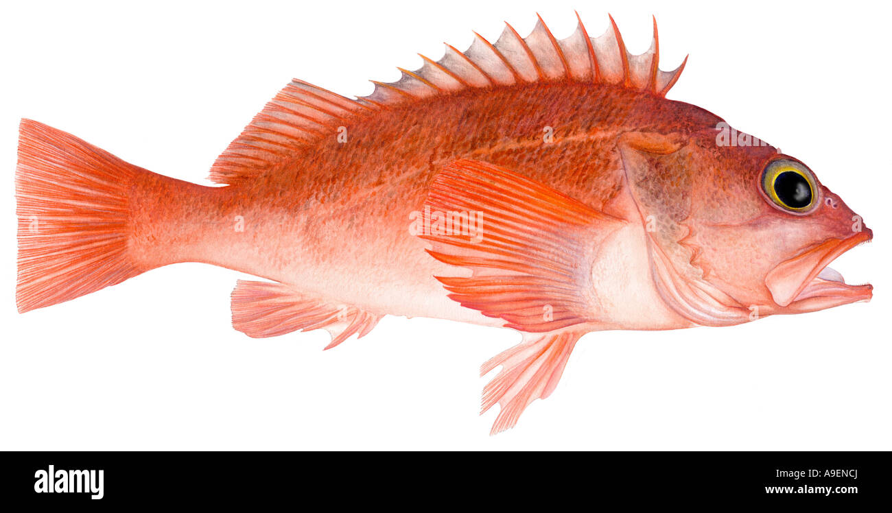 Bluemouth, Blackbelly, Rosefish Red Bream (Helicolenus Dactylopterus ...