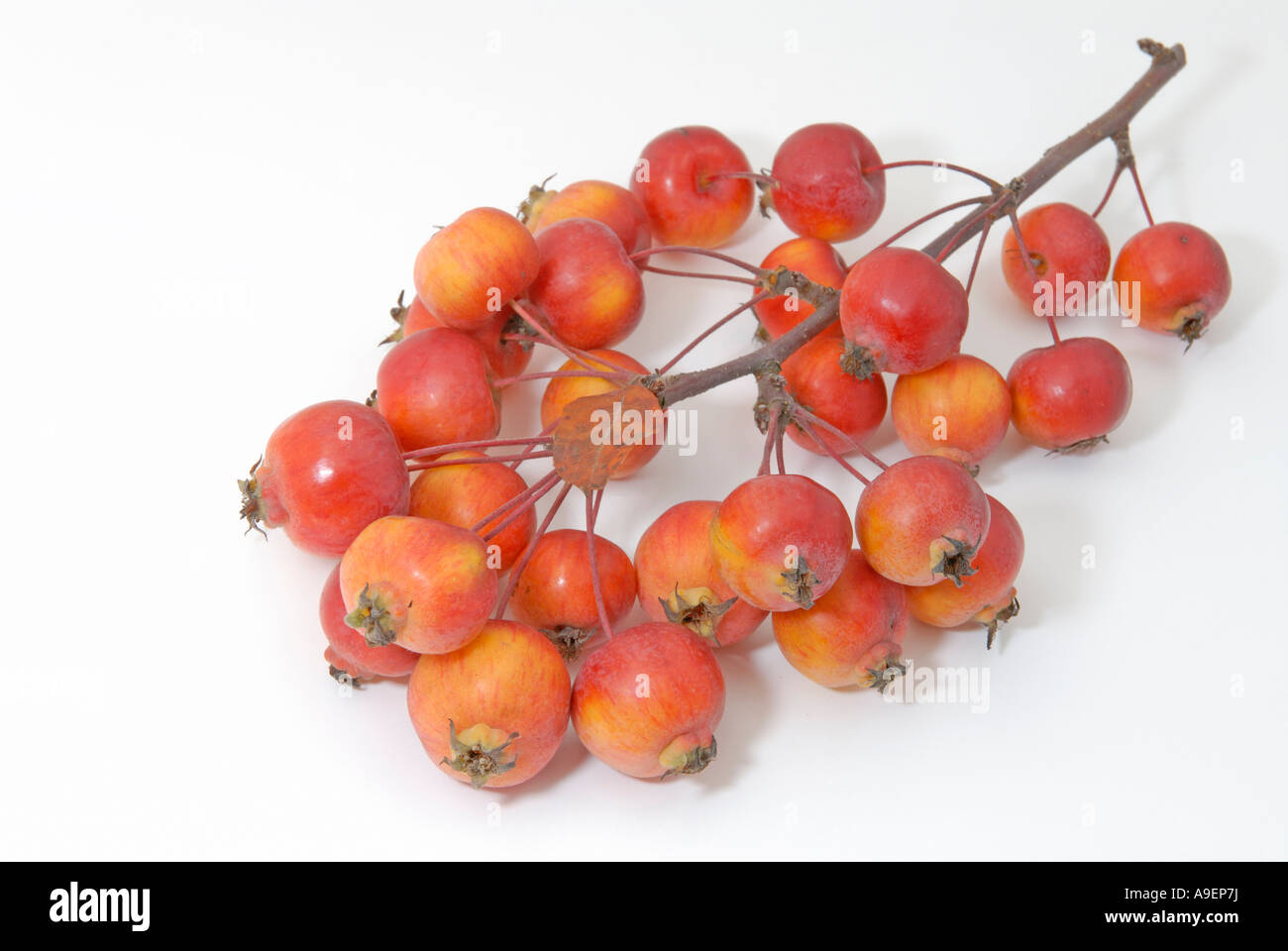 Holzapfel (Malus sp Sorte Evereste), Zweig mit Äpfeln, Studio Bild ...