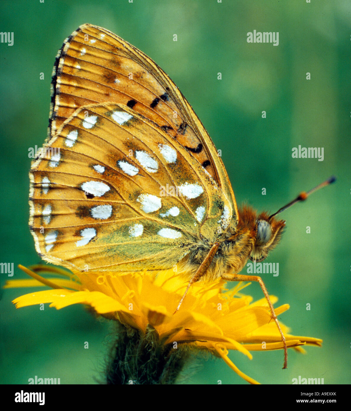 Argynnis aglaja auf blume -Fotos und -Bildmaterial in hoher Auflösung ...