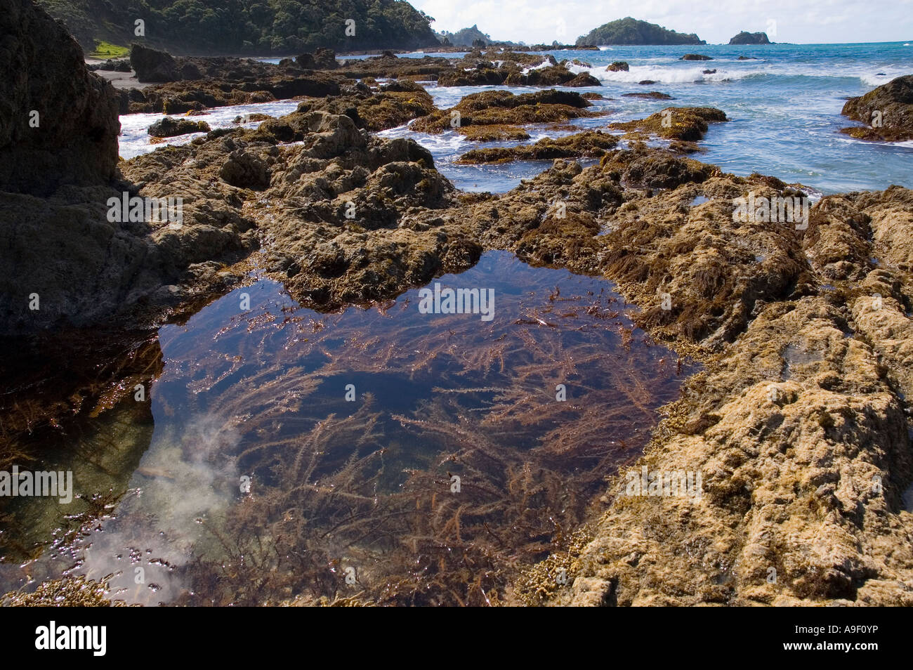 Whananaki norden -Fotos und -Bildmaterial in hoher Auflösung – Alamy