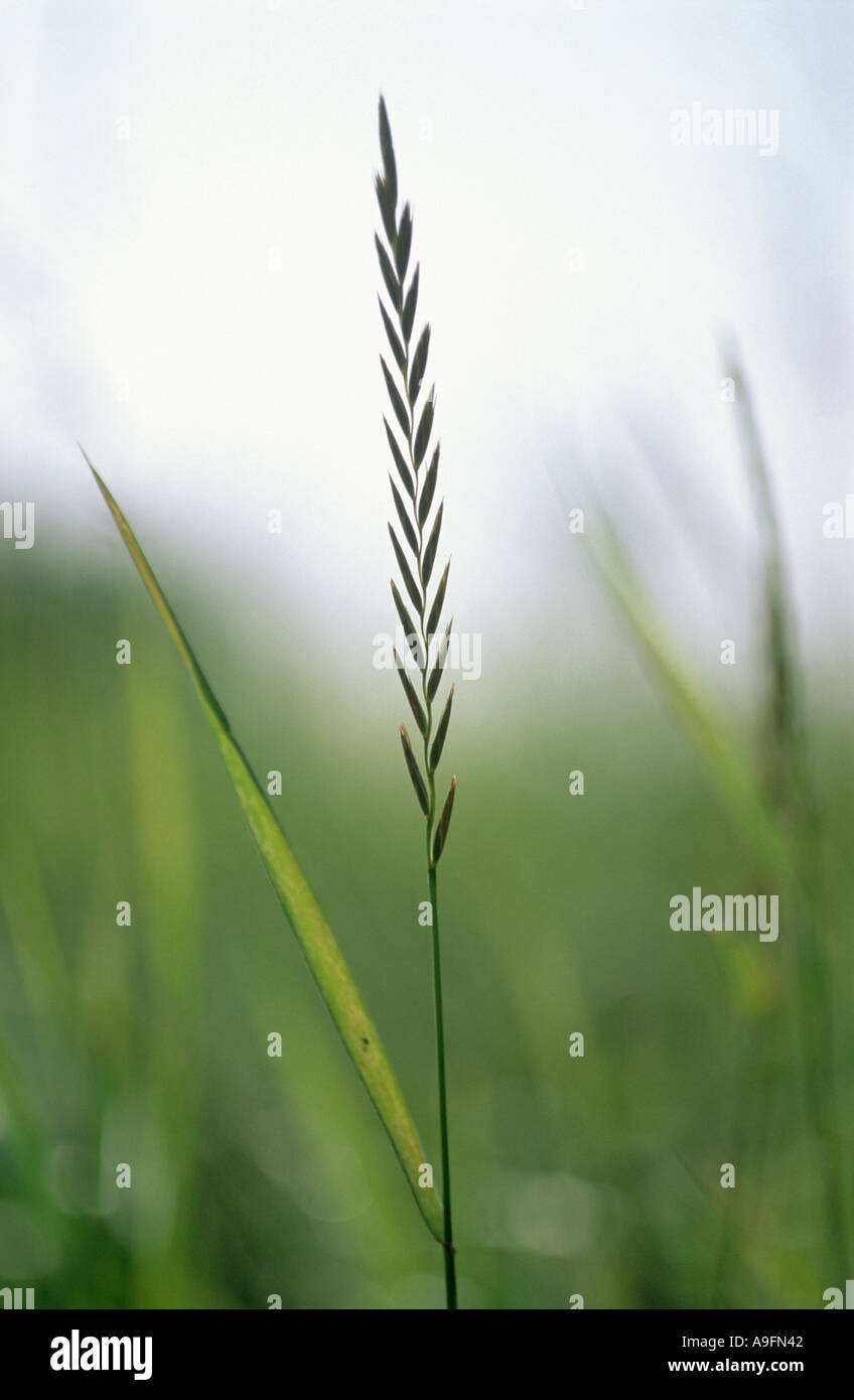Quackgrass agropyron repens -Fotos und -Bildmaterial in hoher Auflösung ...