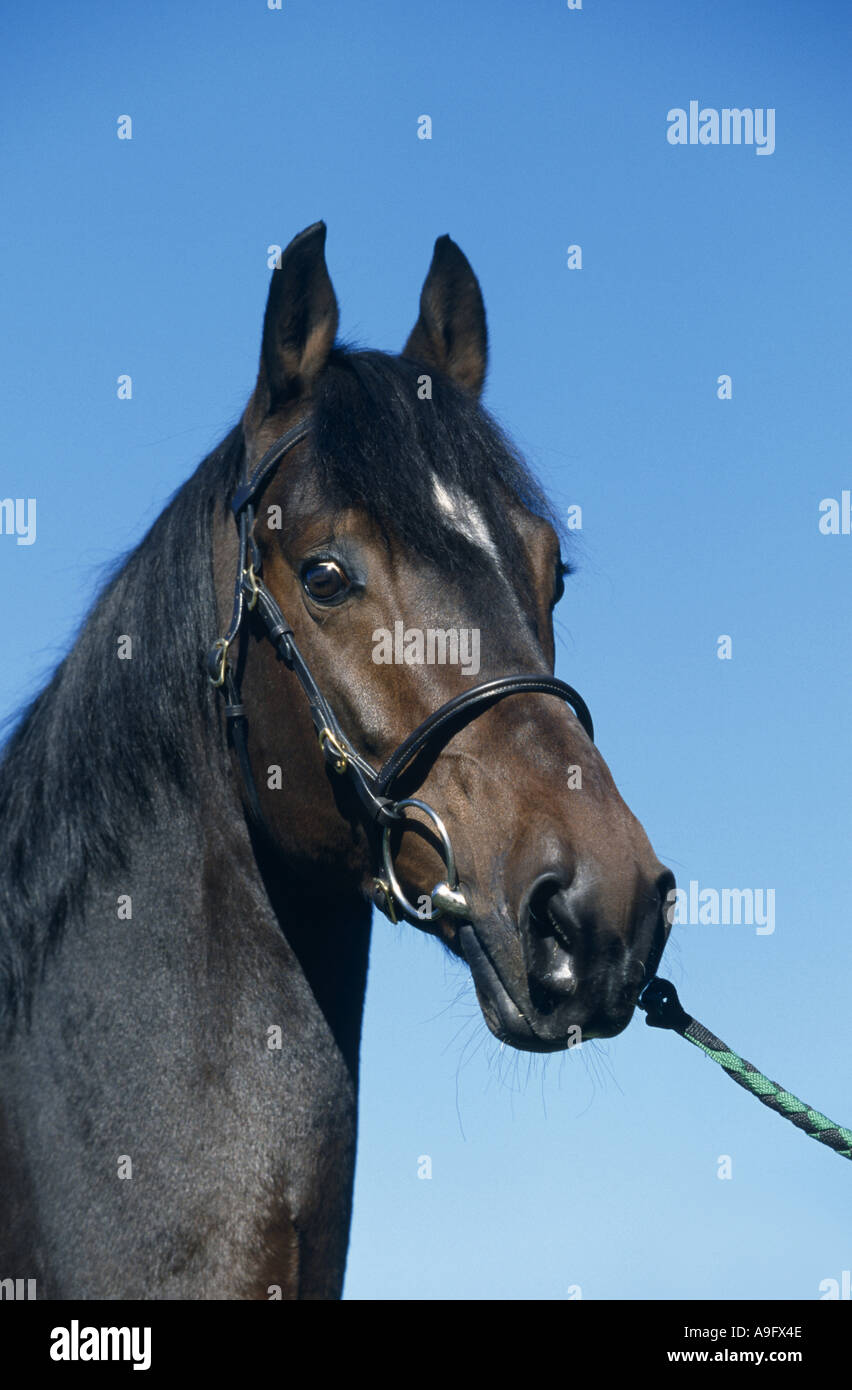 American Saddlebred Horse Stockfotos und -bilder Kaufen - Alamy