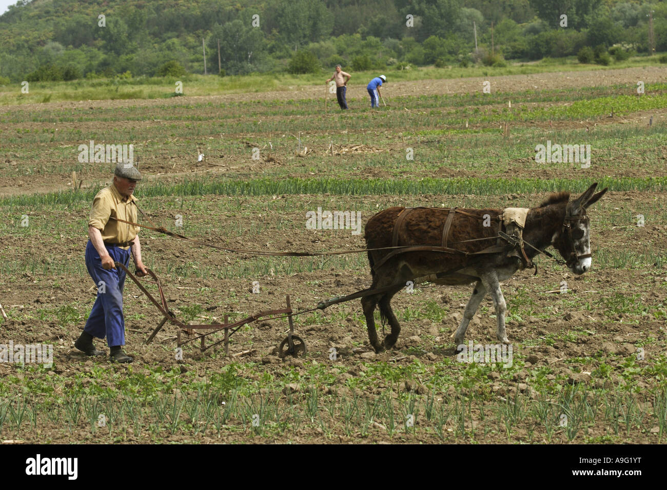 Bauer mit pflug von einem esel gezogen -Fotos und -Bildmaterial in ...