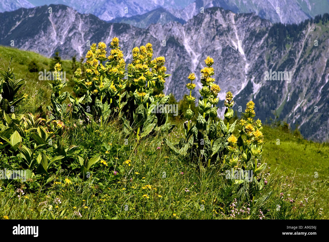 Bayern mcphoto pflanzen pflanzen -Fotos und -Bildmaterial in hoher ...