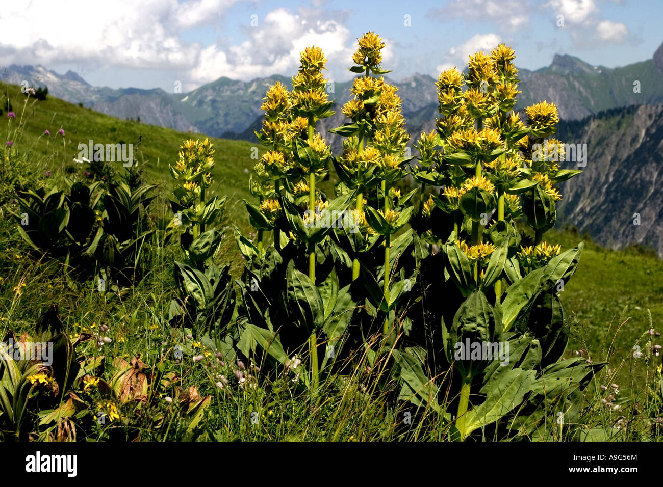 Bayern mcphoto pflanzen pflanzen -Fotos und -Bildmaterial in hoher ...