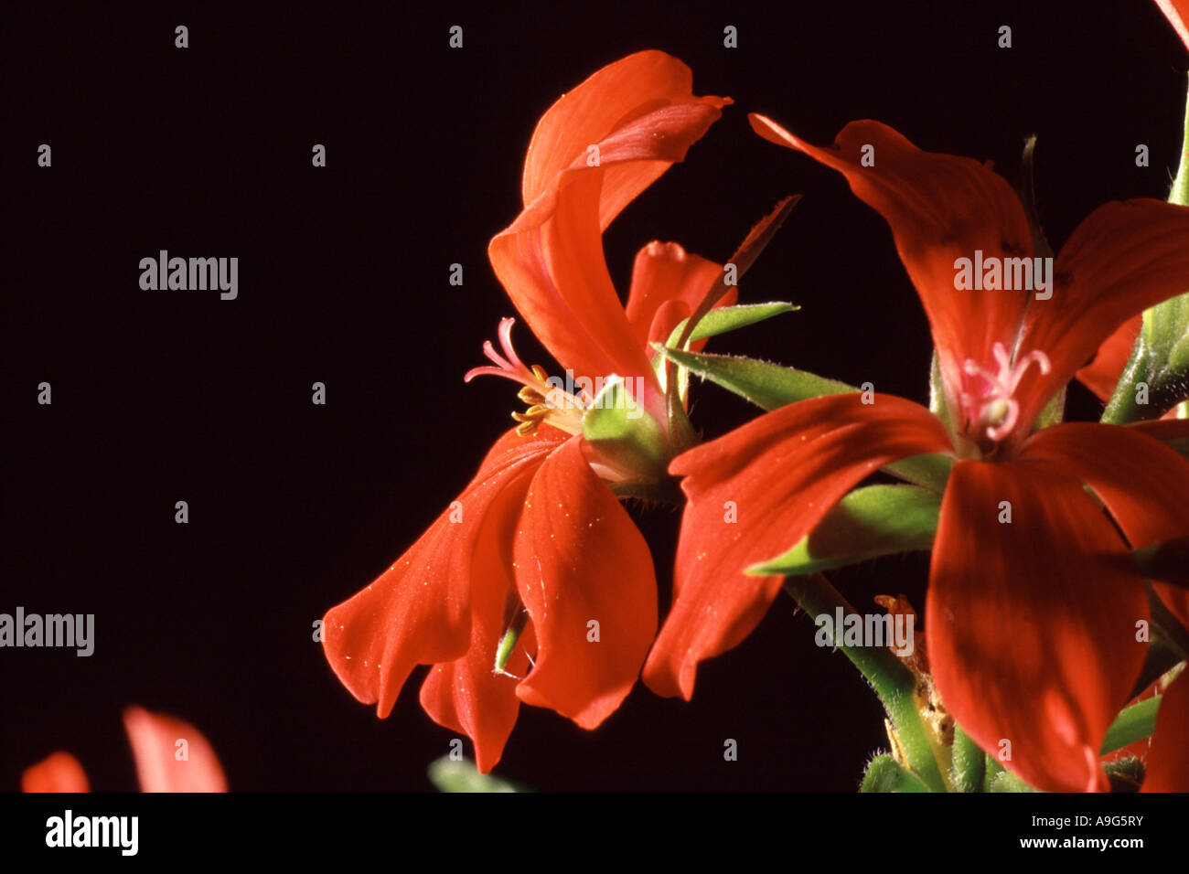 Geraniumpelargonium Spec Stockfotos und -bilder Kaufen - Alamy