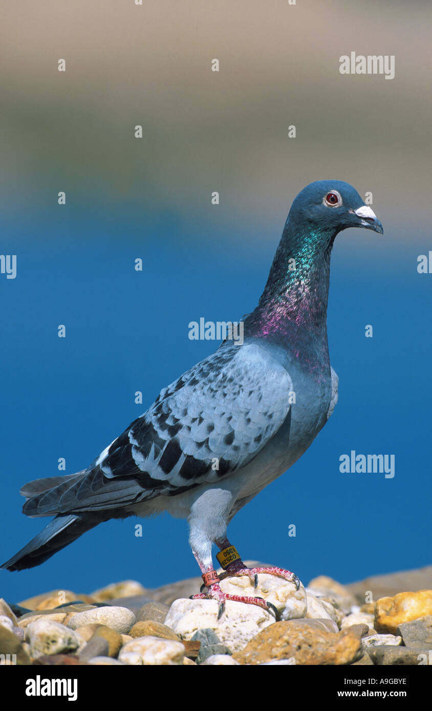 Beringte brieftaube -Fotos und -Bildmaterial in hoher Auflösung – Alamy