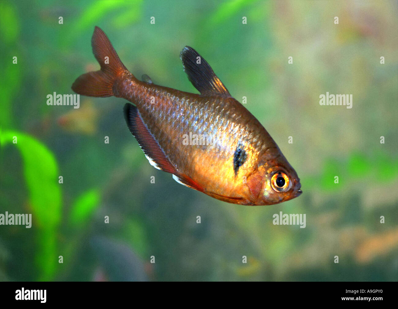 Tetra hyphessobrycon spec -Fotos und -Bildmaterial in hoher Auflösung ...
