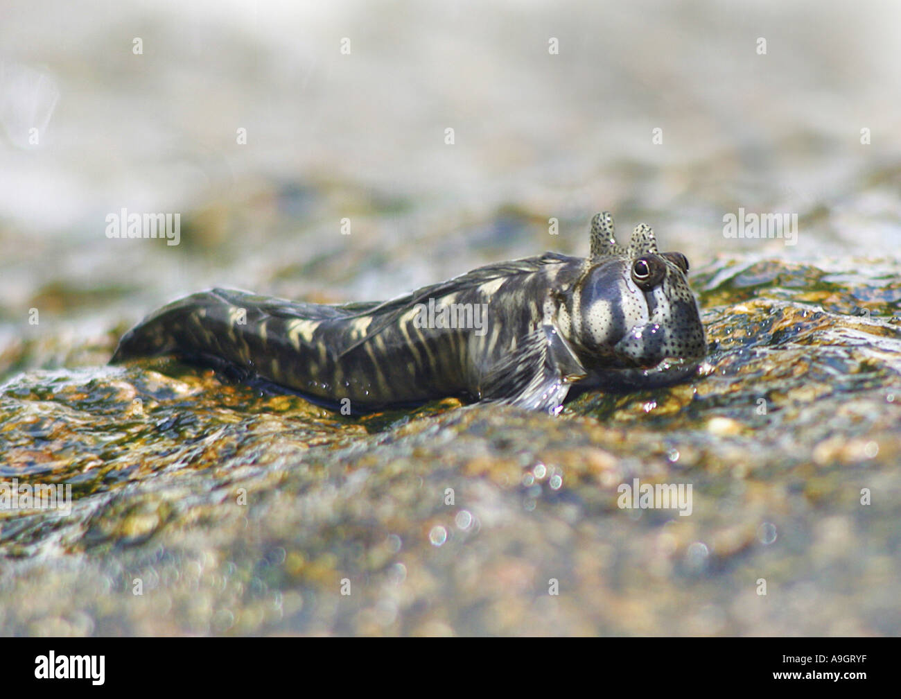 Periophthalmus spec -Fotos und -Bildmaterial in hoher Auflösung – Alamy