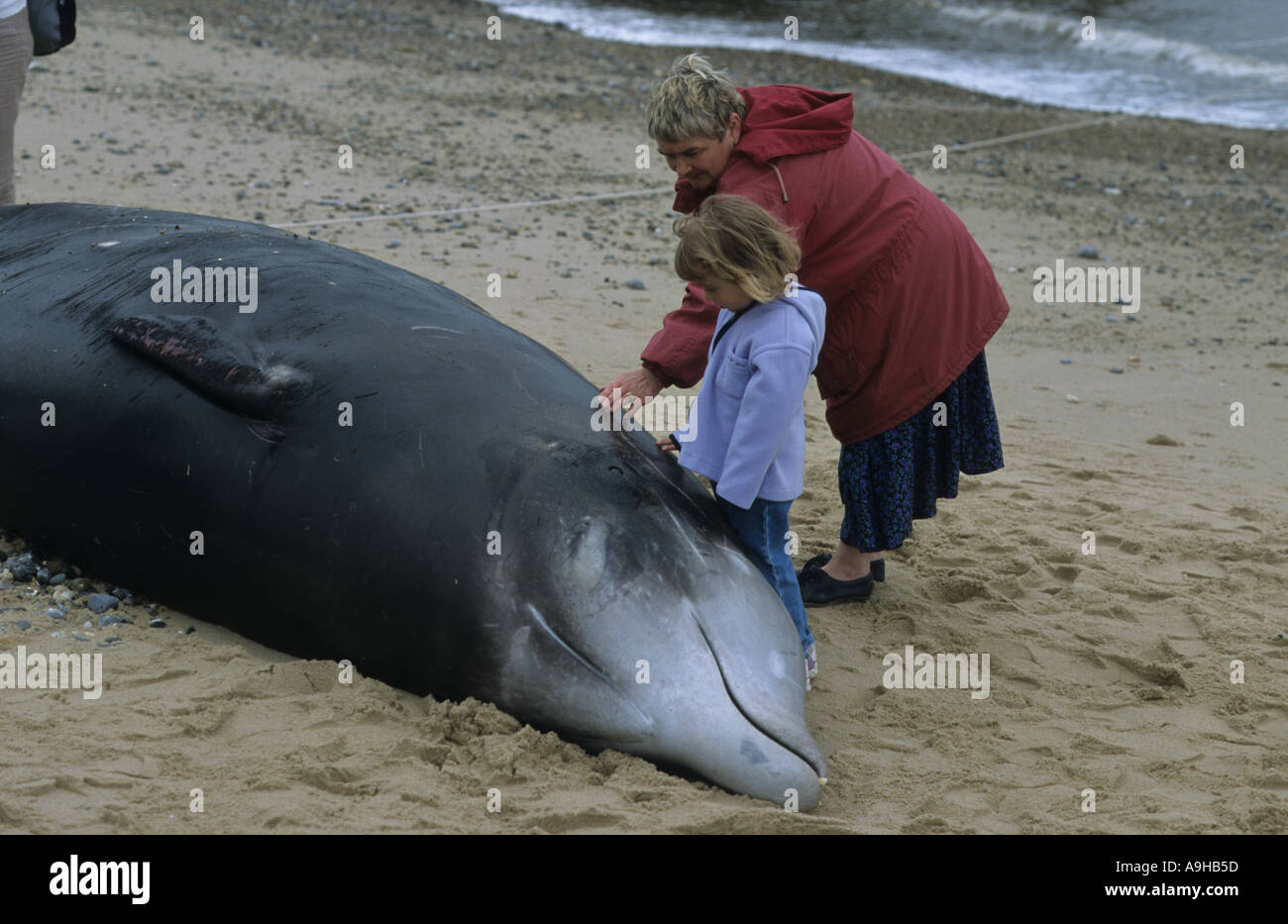Gestrandeter wal -Fotos und -Bildmaterial in hoher Auflösung – Alamy