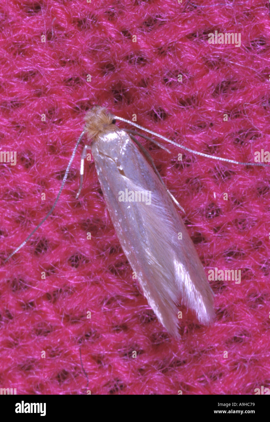 Moths clothes -Fotos und -Bildmaterial in hoher Auflösung – Alamy