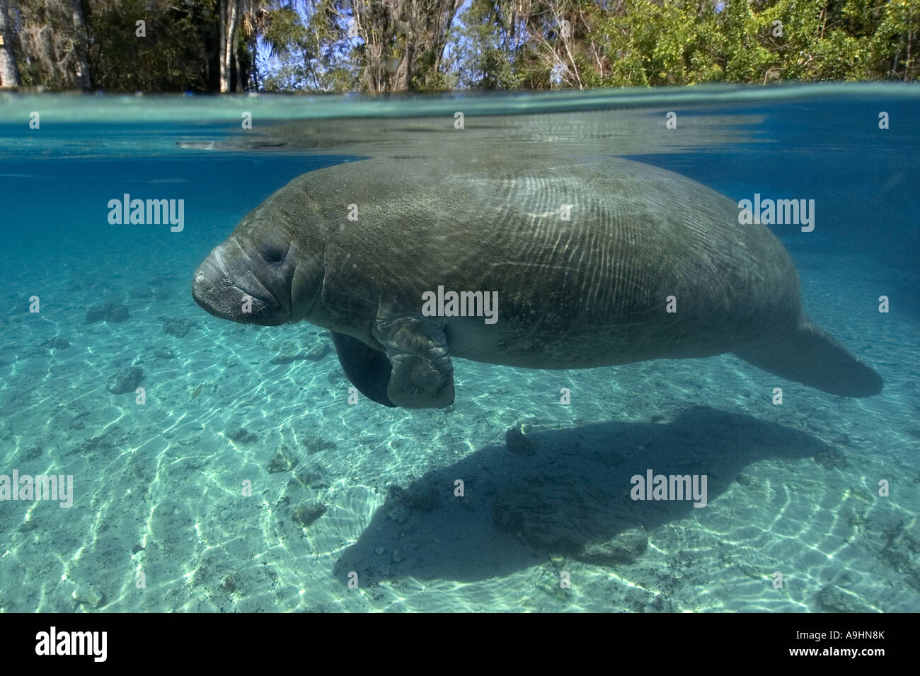 Florida Manati Trichechus Manatus Latirostris Crystal River Florida USA ...