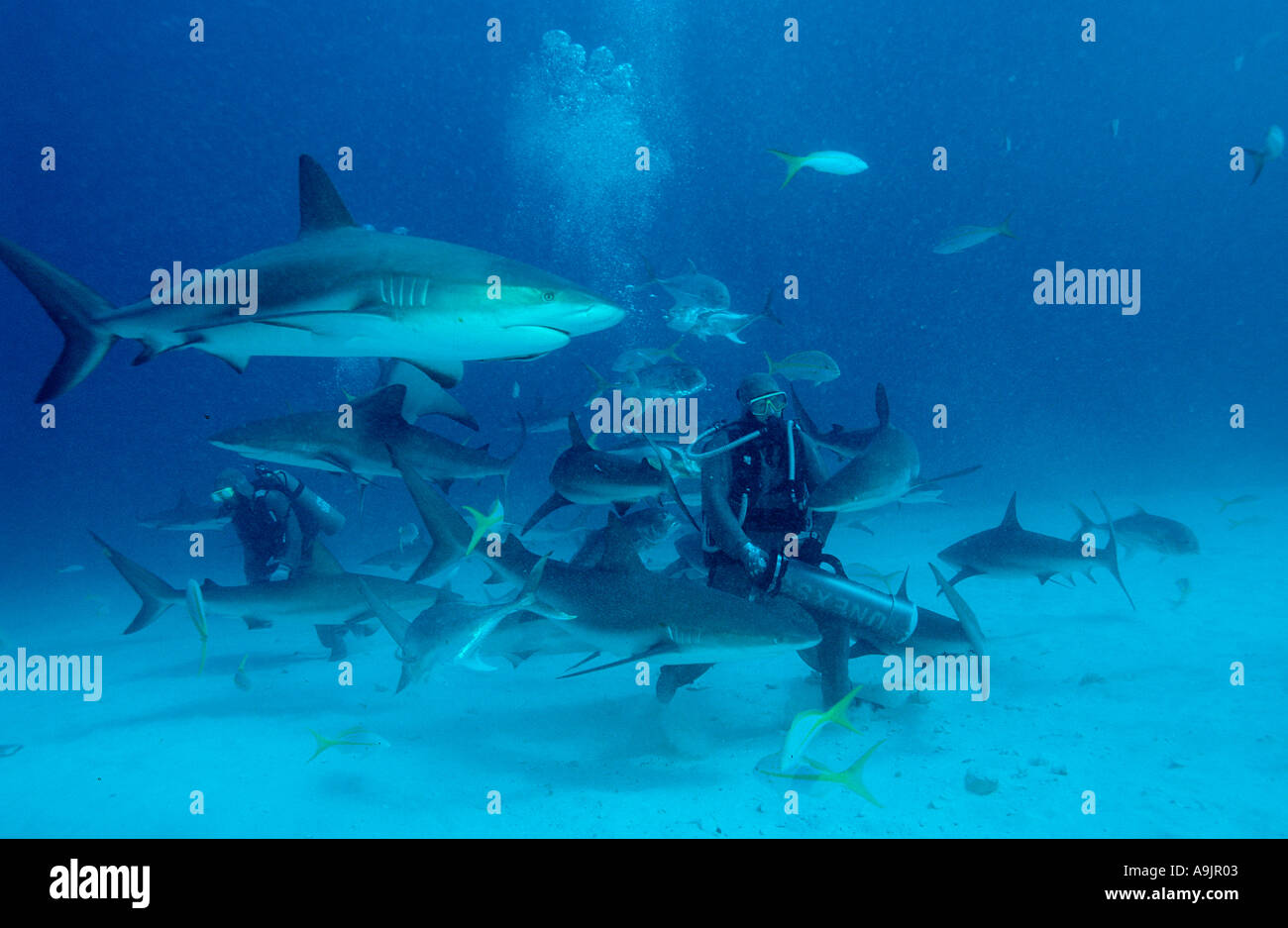 Feeding frenzy caribbean reef shark -Fotos und -Bildmaterial in hoher ...