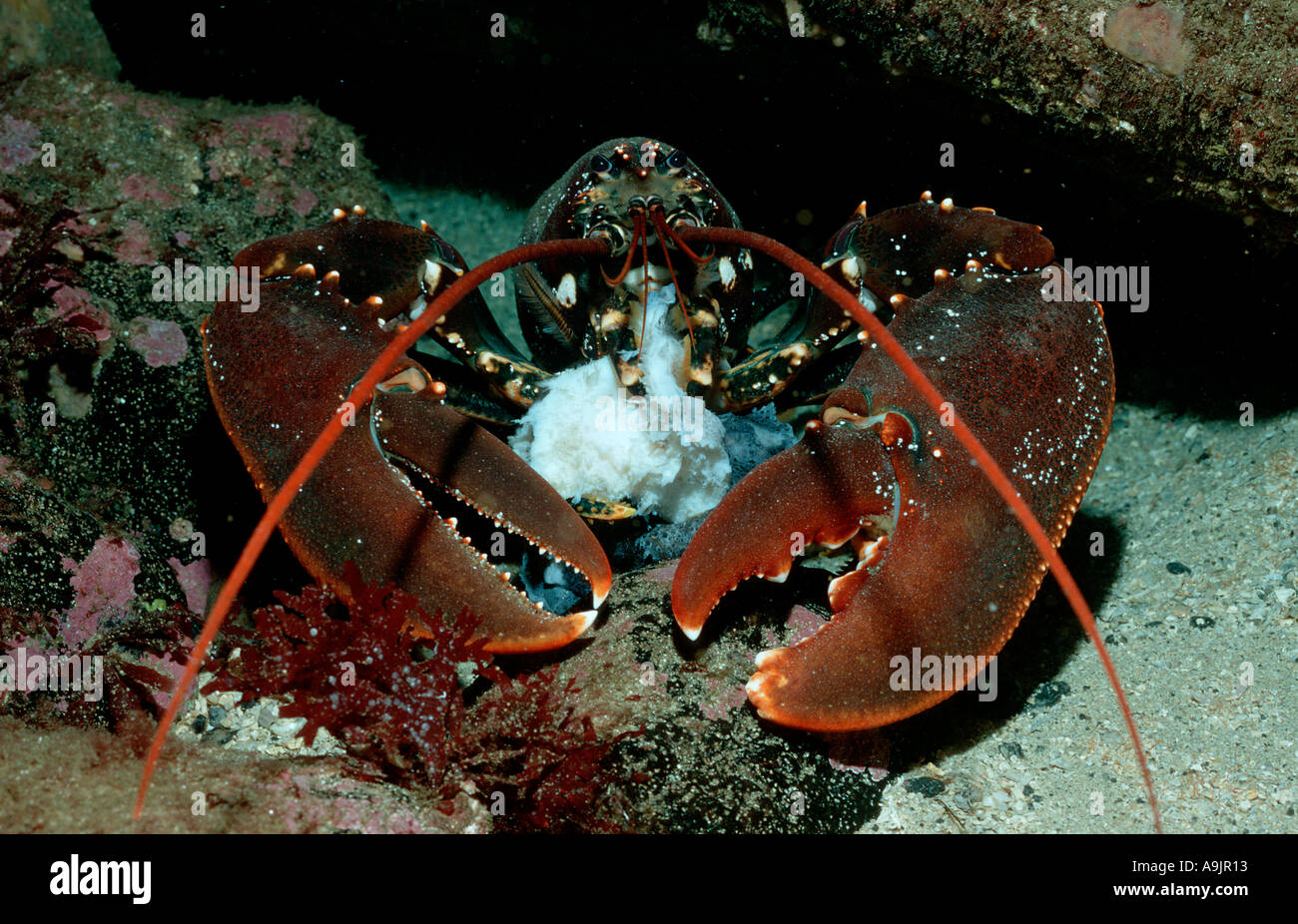 Krebse isst Fisch Häutung gammarus Stockfotografie - Alamy
