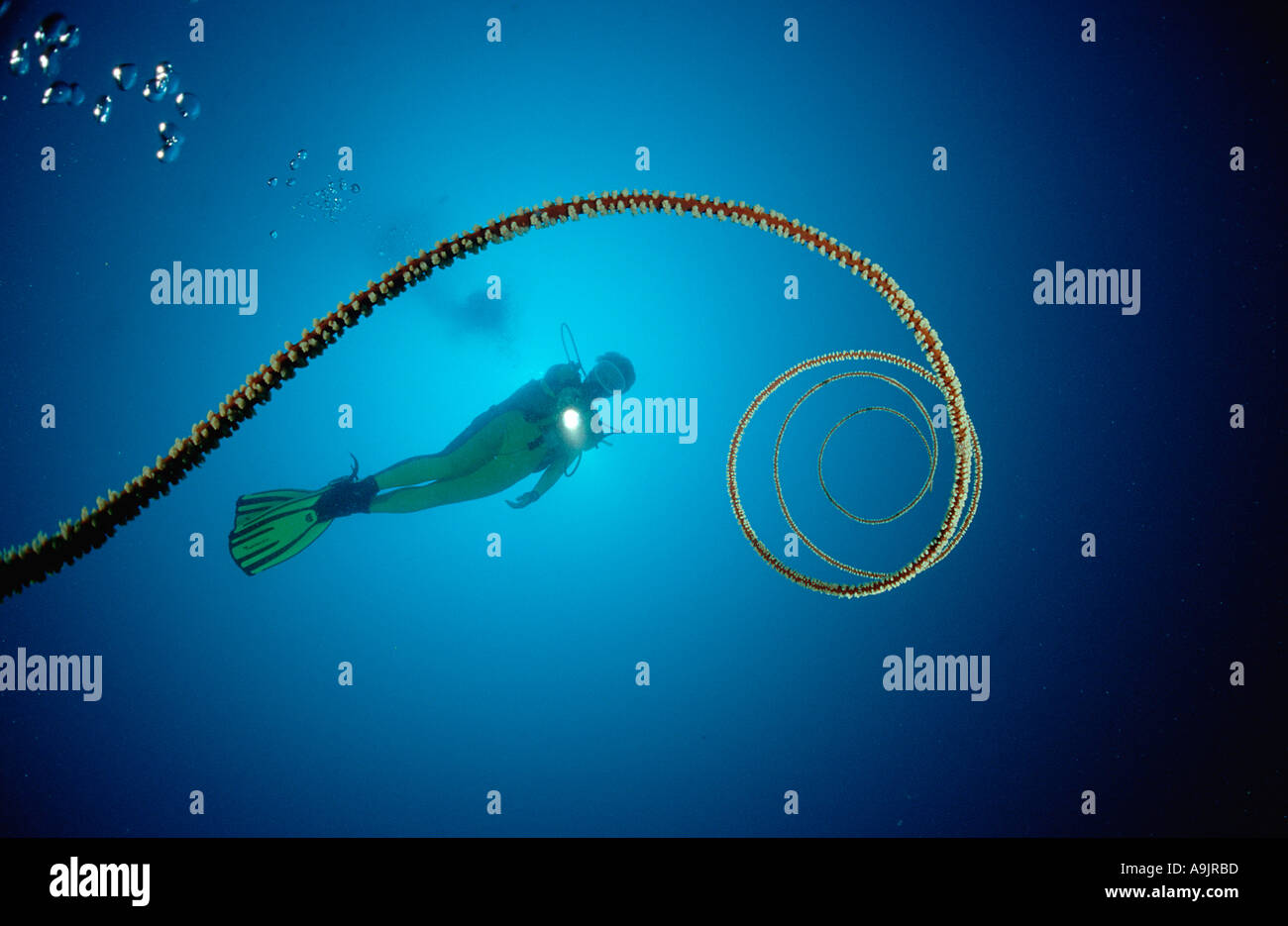 spiral-draht-korallen-und-scuba-diver-cirripathes-spiralis