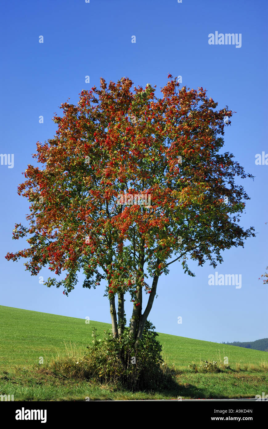 Europäische Vogelbeerbaum, Eberesche (Sorbus Aucuparia), Fruchtbildung ...