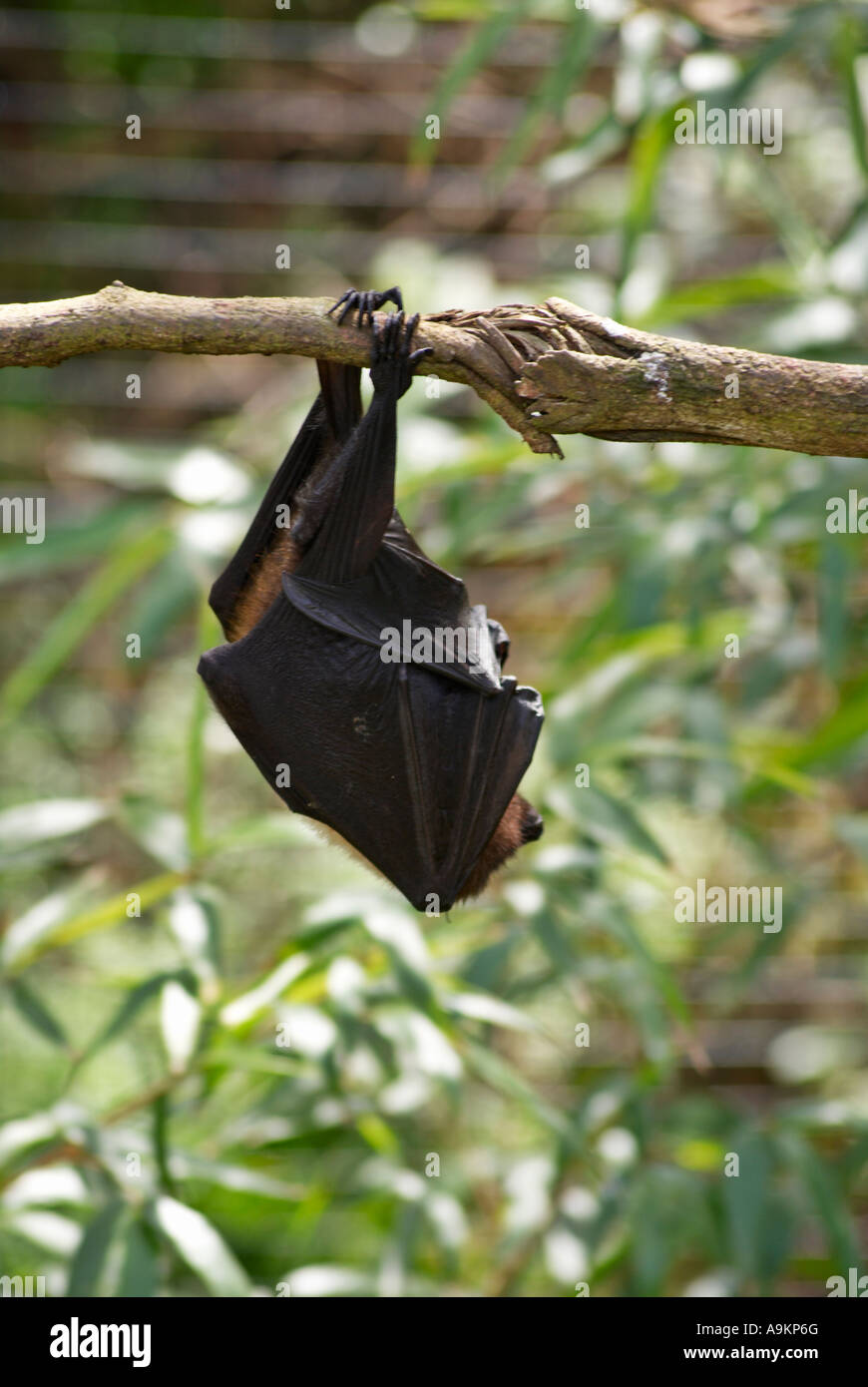 Rodrigues fruchtfledermaus -Fotos und -Bildmaterial in hoher Auflösung ...