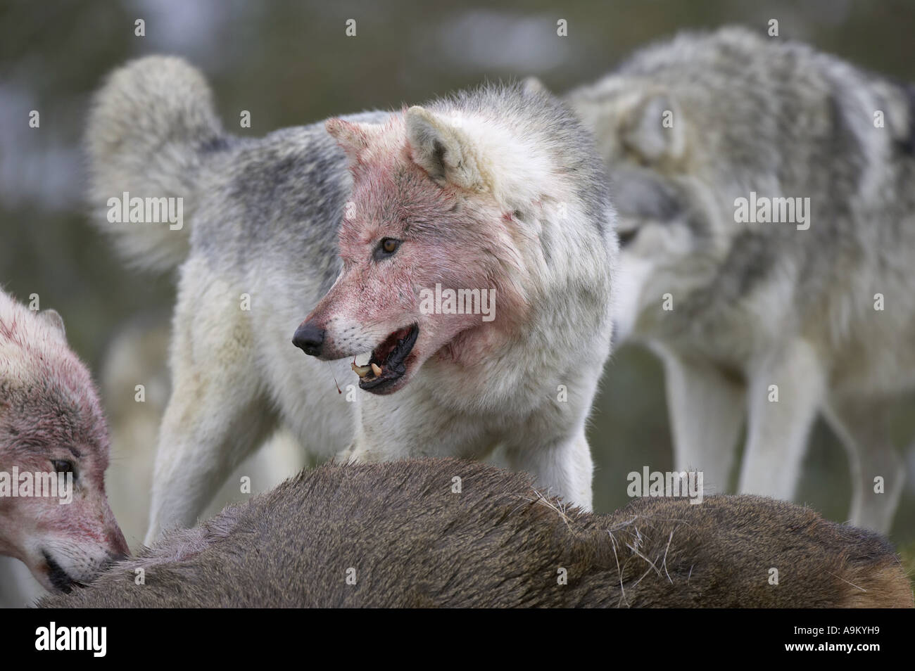 Wölfe essen -Fotos und -Bildmaterial in hoher Auflösung – Alamy