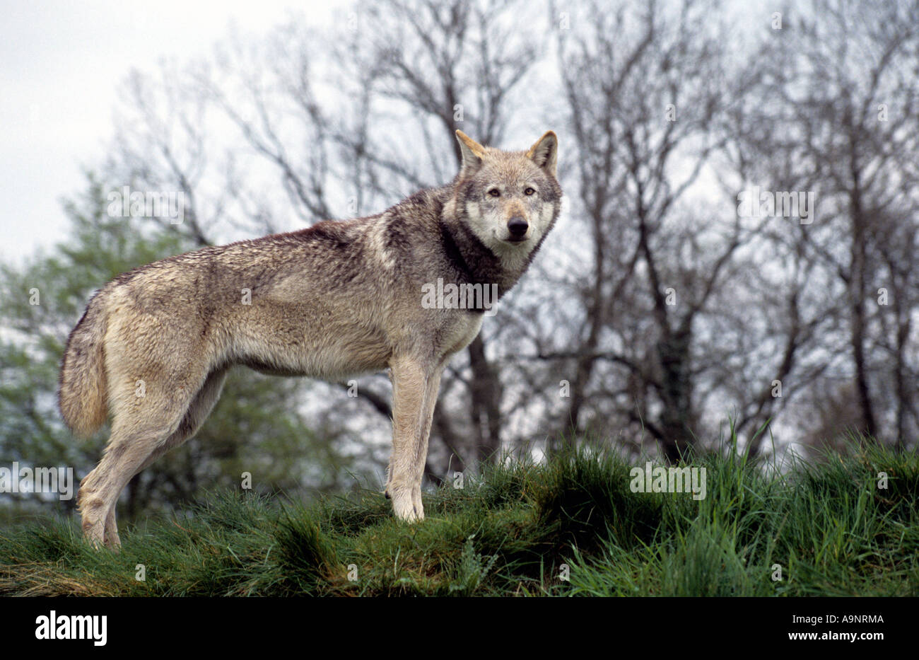 Male female alpha wolf alpha -Fotos und -Bildmaterial in hoher ...