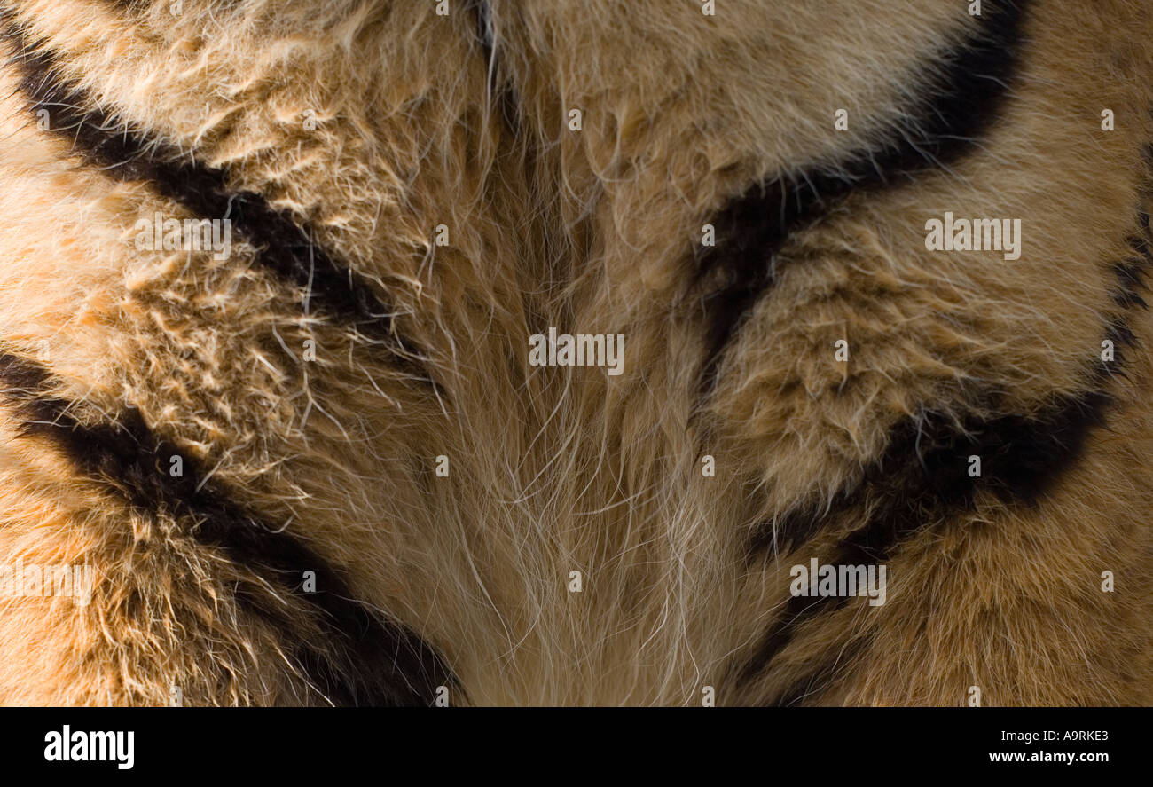 Tiger Chest Stockfotos und -bilder Kaufen - Alamy