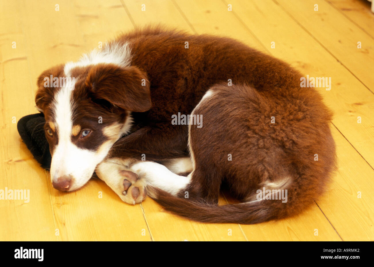 braune Tri Farbe Border-Collie Welpen Hund zusammengerollt auf Matte ...