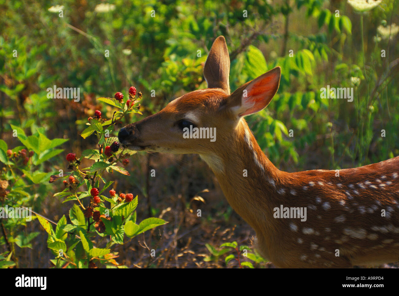 Nahaufnahme von ein Reh Rehkitz Essen rote Beeren aus einem kleinen ...