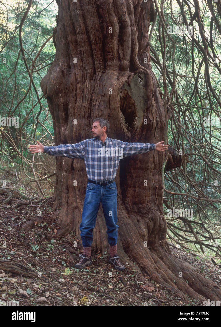 Riesiger mystischer baum -Fotos und -Bildmaterial in hoher Auflösung ...