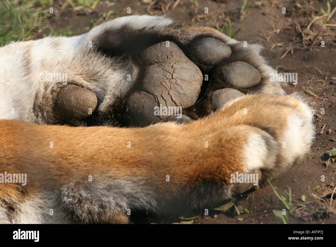 Tiger paws Stockfotos und -bilder Kaufen - Alamy