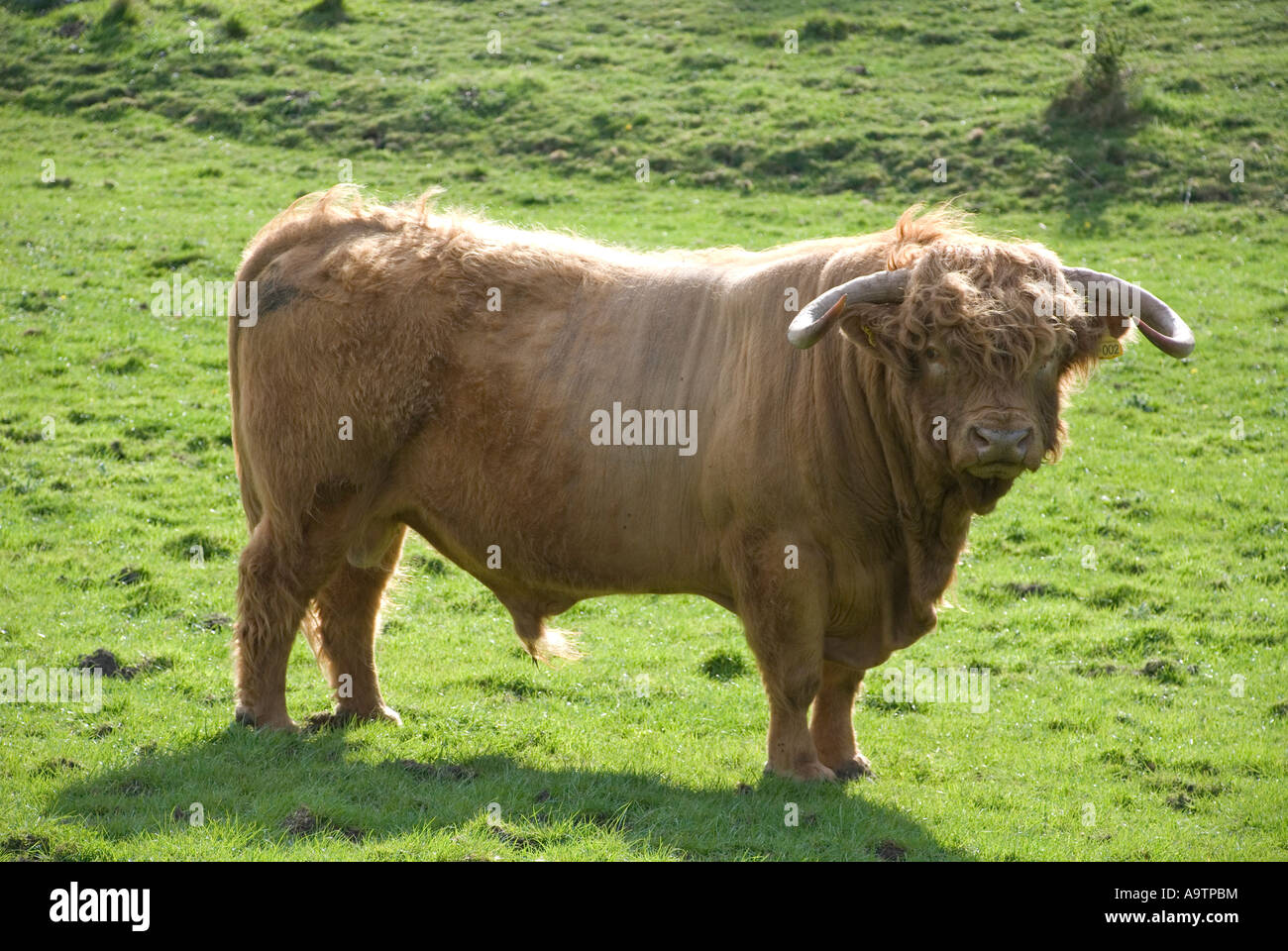 Hochlandrinder, Aberdeen Angus Bullen, Thixendale, East Yorkshire ...