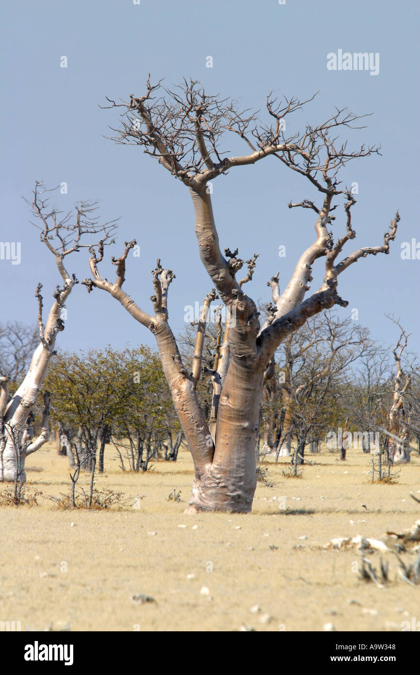 Moringa Trees National Park Namibia Stockfotos und -bilder Kaufen - Alamy