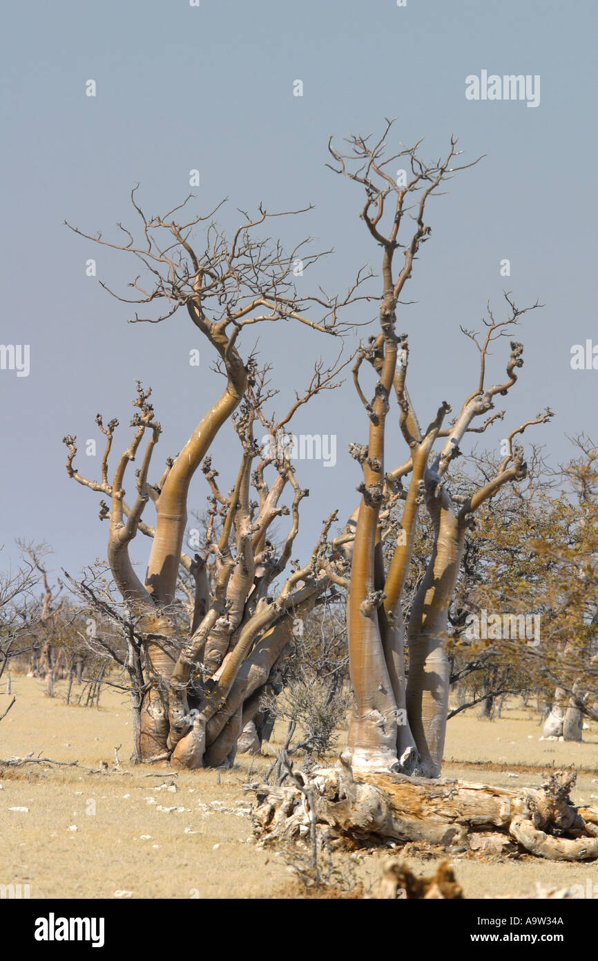 Moringa Trees National Park Namibia Stockfotos und -bilder Kaufen - Alamy