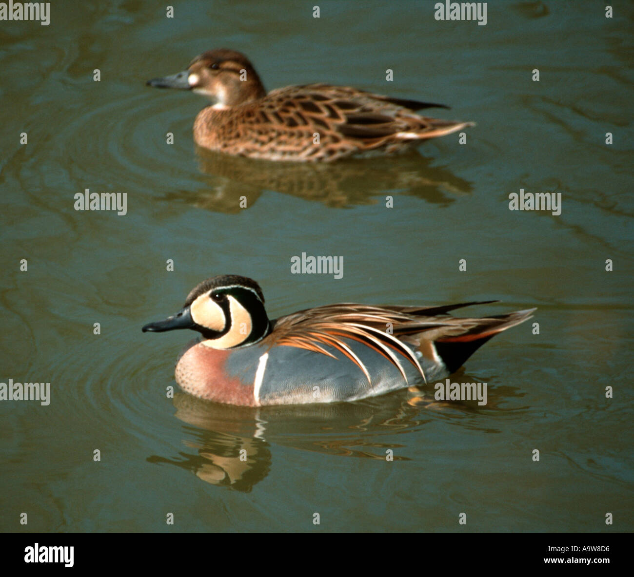 Anas formosa -Fotos und -Bildmaterial in hoher Auflösung – Alamy