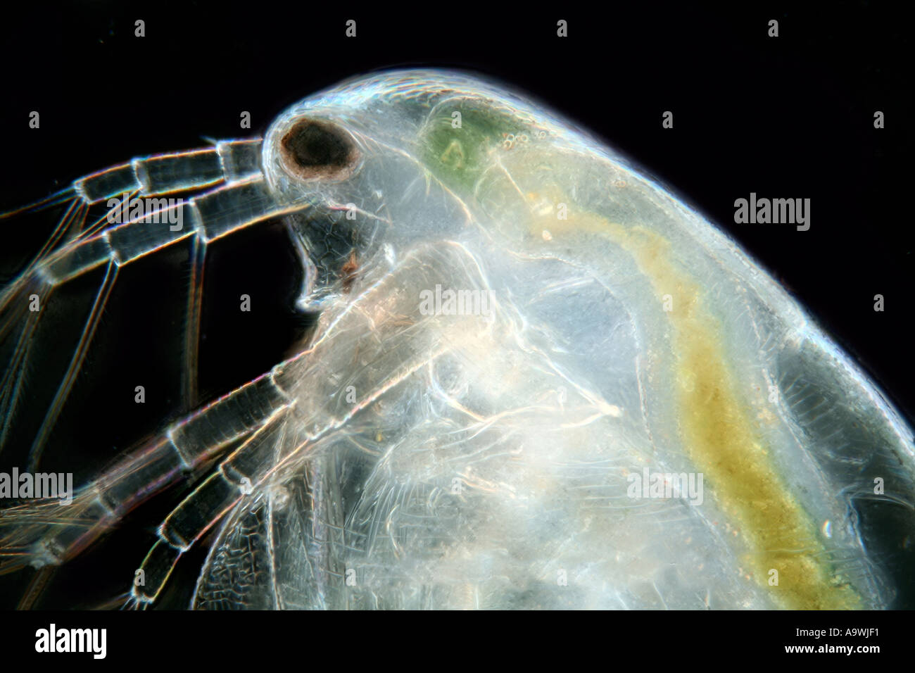 Daphnia water flea -Fotos und -Bildmaterial in hoher Auflösung – Alamy