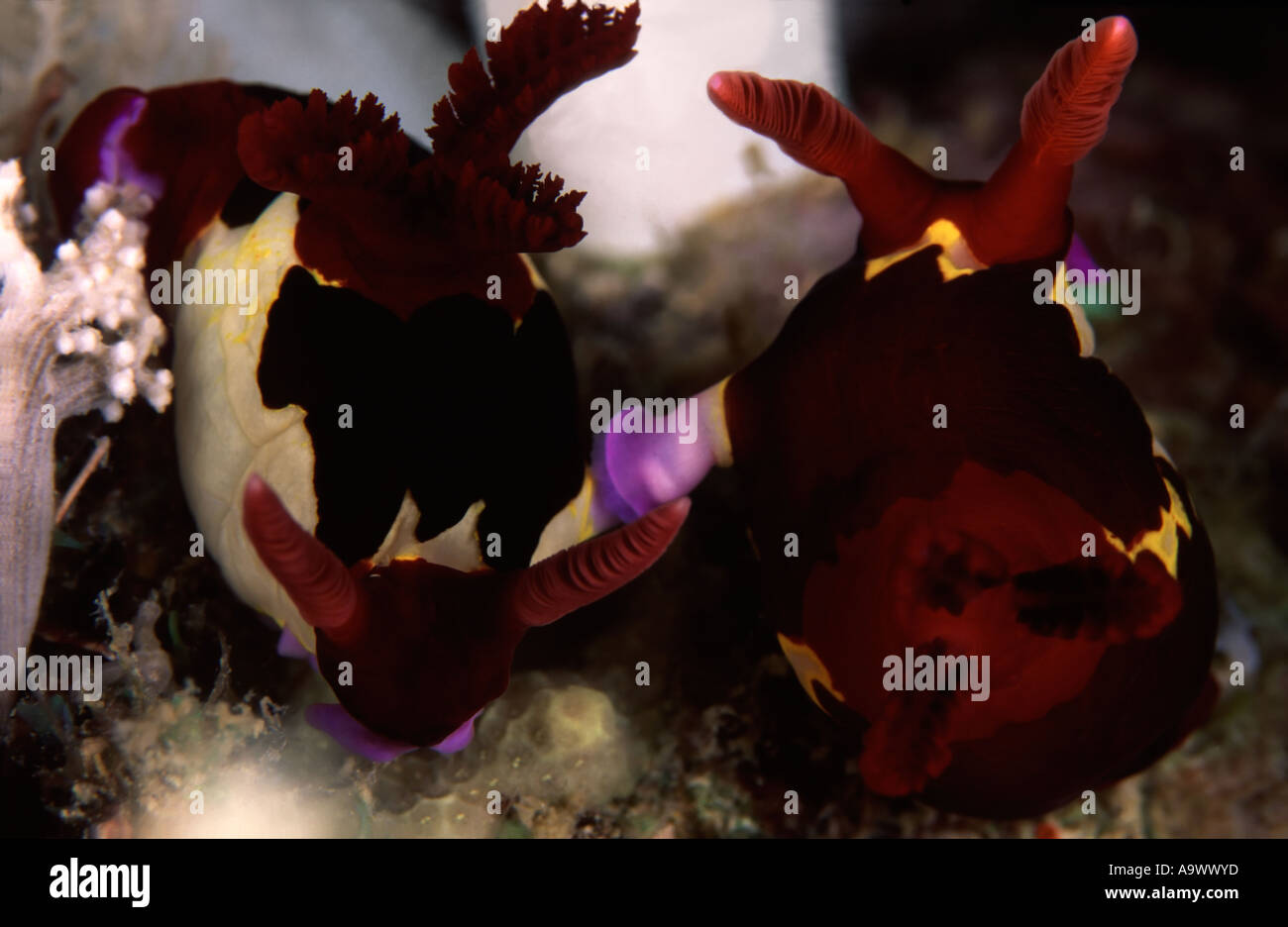 Nacktschnecken paarung -Fotos und -Bildmaterial in hoher Auflösung – Alamy