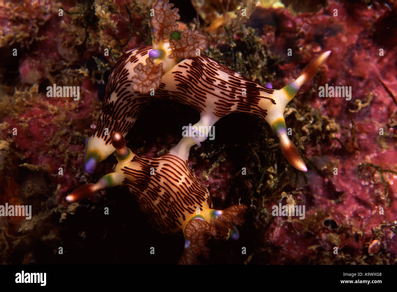 Nacktschnecken paarung -Fotos und -Bildmaterial in hoher Auflösung – Alamy