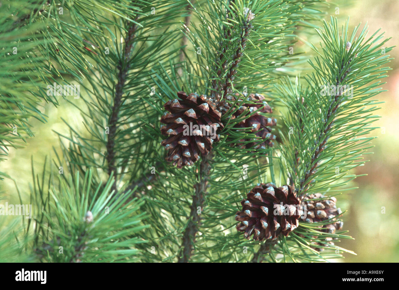 Latschenkiefer, Mugo Pine (Pinus Uncinata, Pinus Mugo SSP. Uncinata ...
