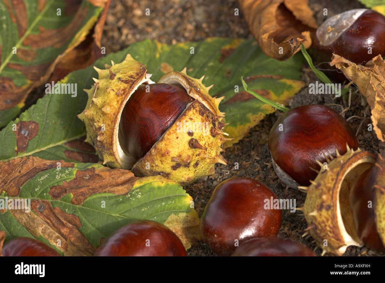 Kastanien arten -Fotos und -Bildmaterial in hoher Auflösung – Alamy