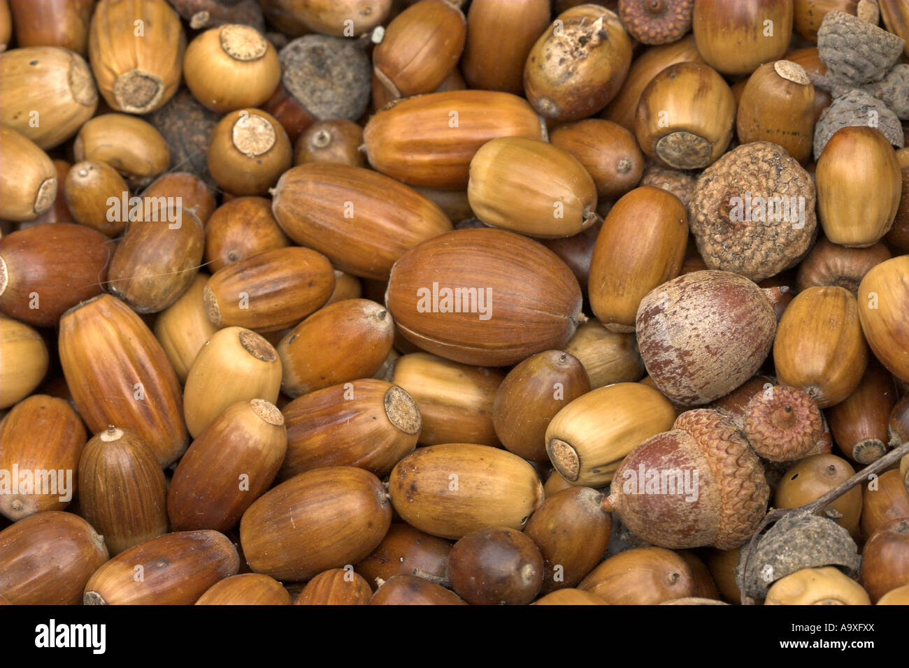 Verschiedene eichen -Fotos und -Bildmaterial in hoher Auflösung – Alamy
