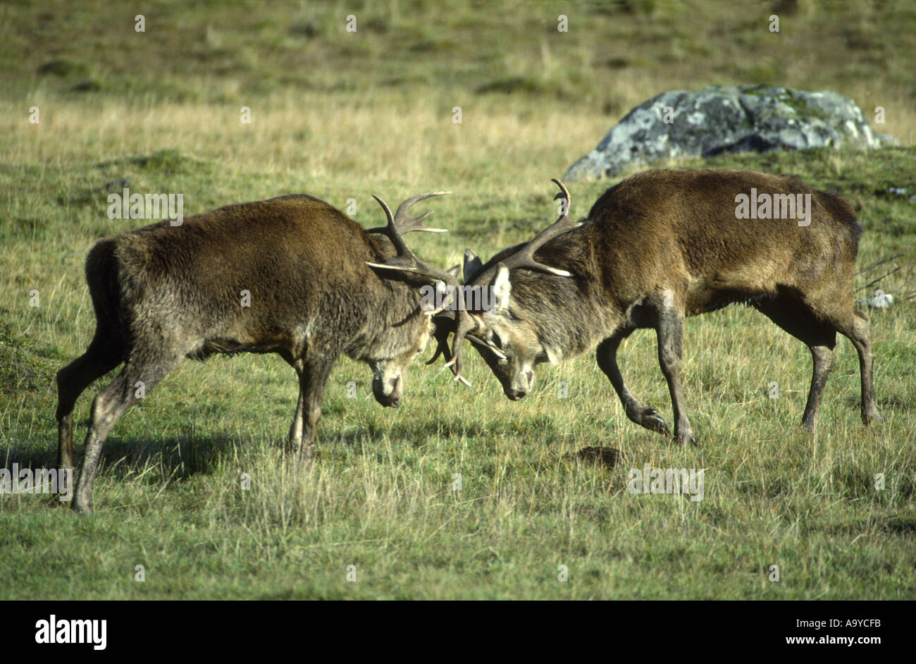 Paralleler kampf -Fotos und -Bildmaterial in hoher Auflösung – Alamy