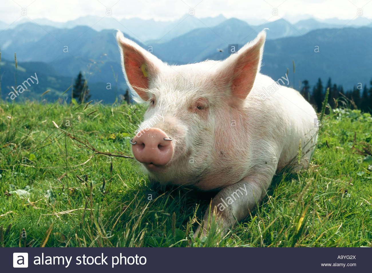 Hausschwein, Sus Scrofa domesticus Stockfoto, Bild: 12464737 - Alamy
