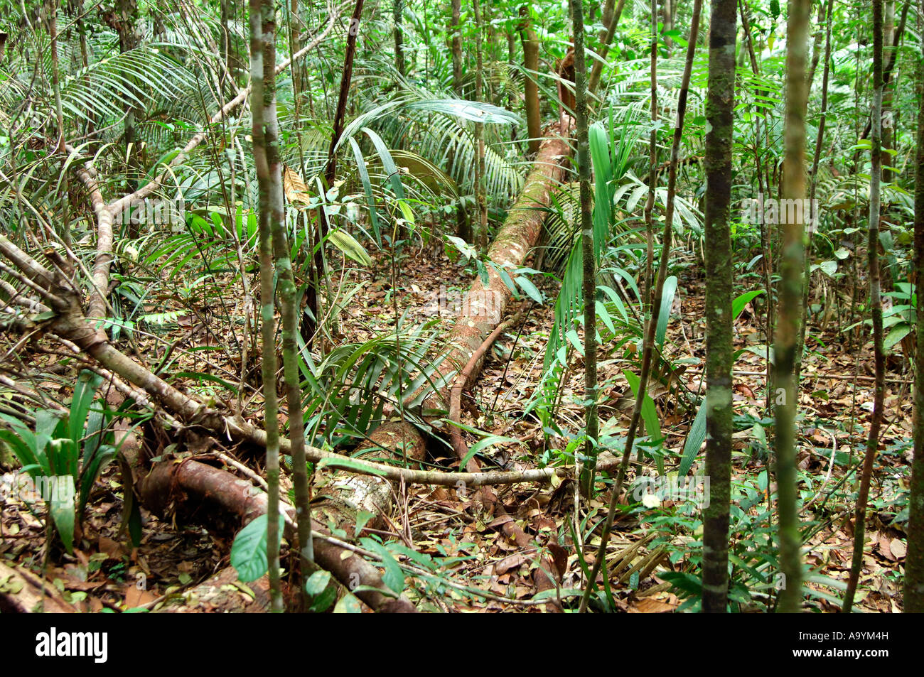 Im tropischen Regenwald, Amazonas Bassin, Brasilien Stockfotografie - Alamy