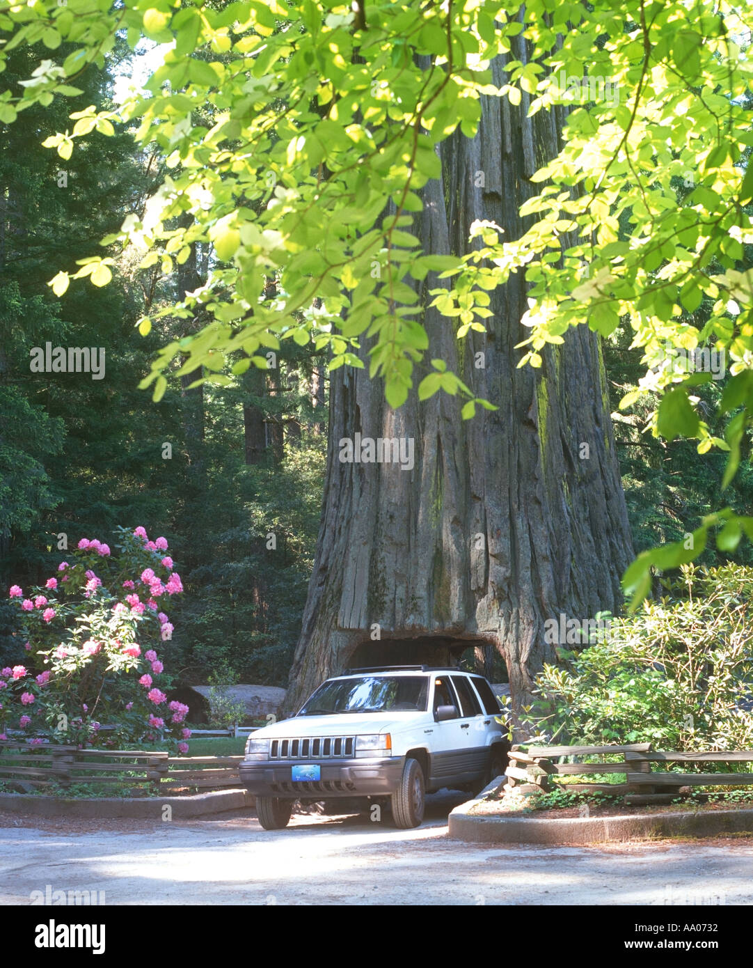 Redwood tree with car -Fotos und -Bildmaterial in hoher Auflösung – Alamy