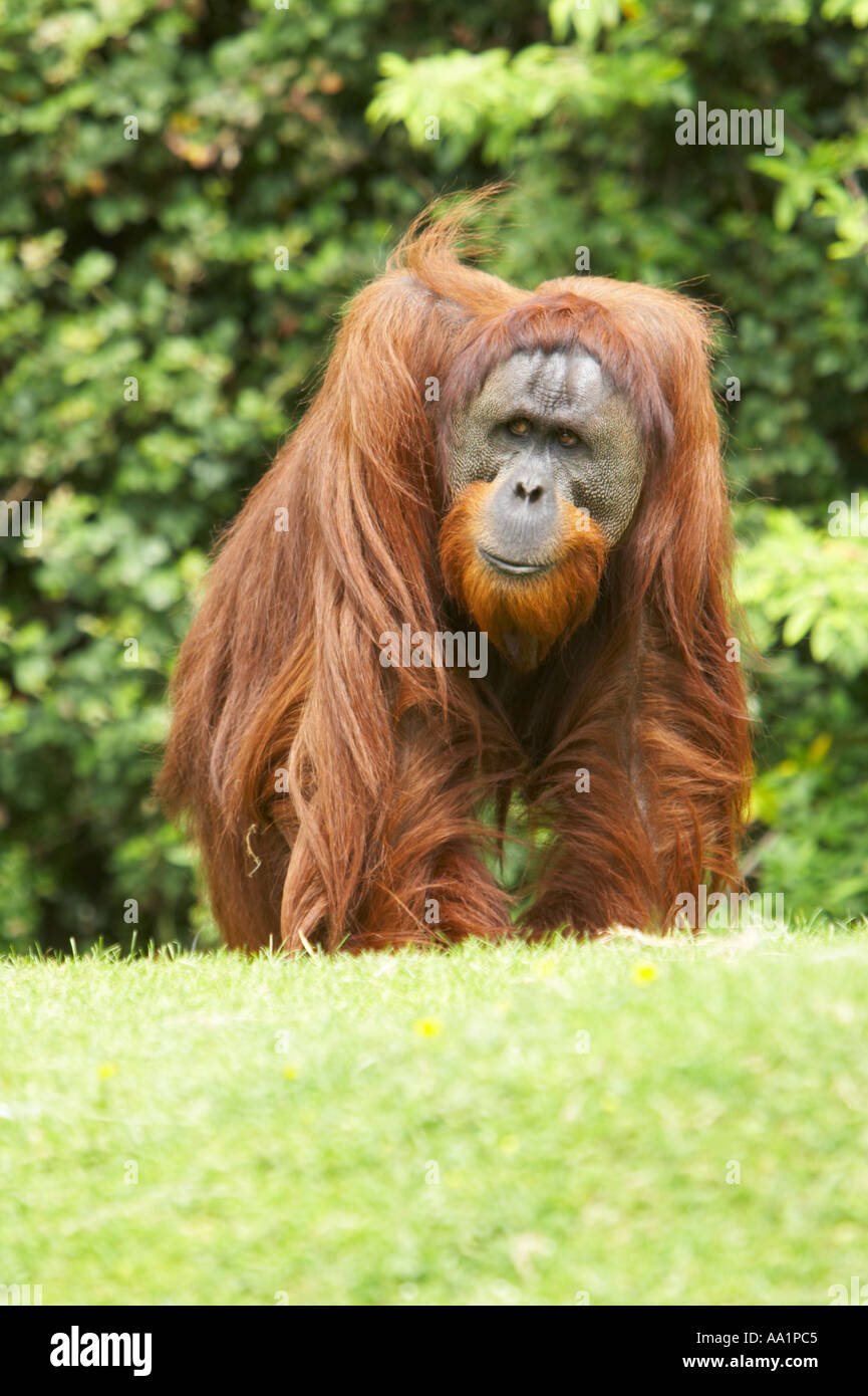 Red ape -Fotos und -Bildmaterial in hoher Auflösung – Alamy