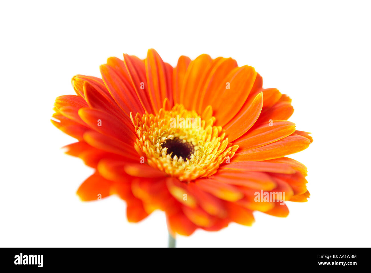 Kevin gerber -Fotos und -Bildmaterial in hoher Auflösung – Alamy