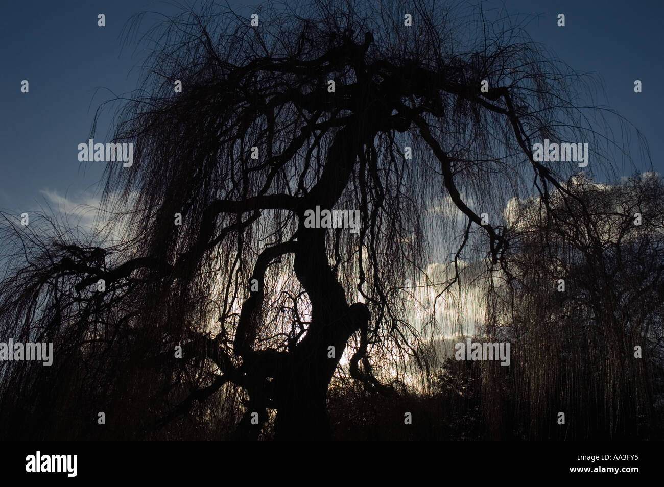 Trauerweiden silhouette -Fotos und -Bildmaterial in hoher Auflösung – Alamy
