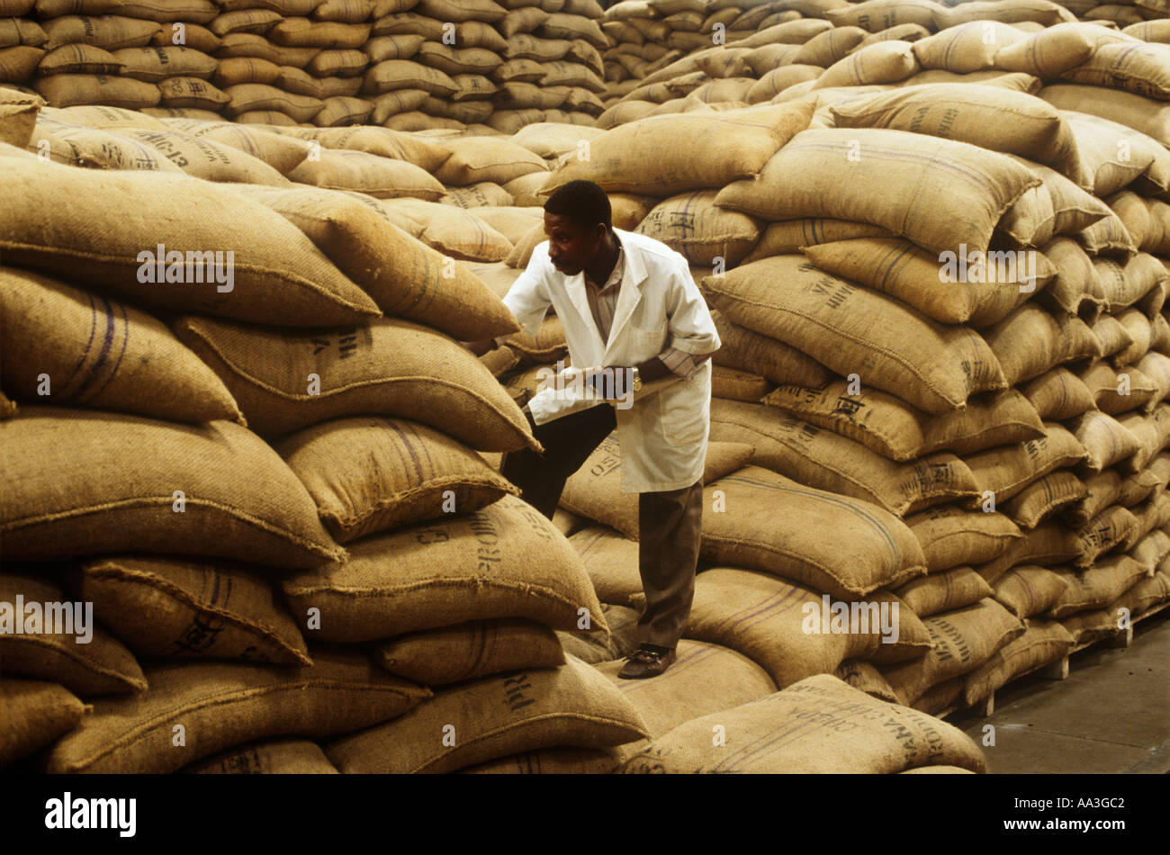 Überprüfung der Säcke von Kakaobohnen in einer Lagerhalle am Hafen von ...