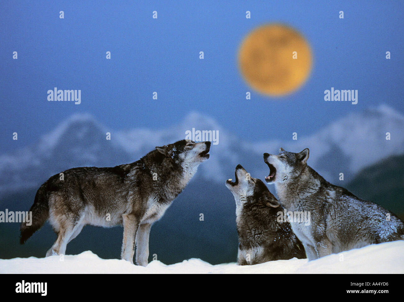 Wolf howling communication -Fotos und -Bildmaterial in hoher Auflösung ...